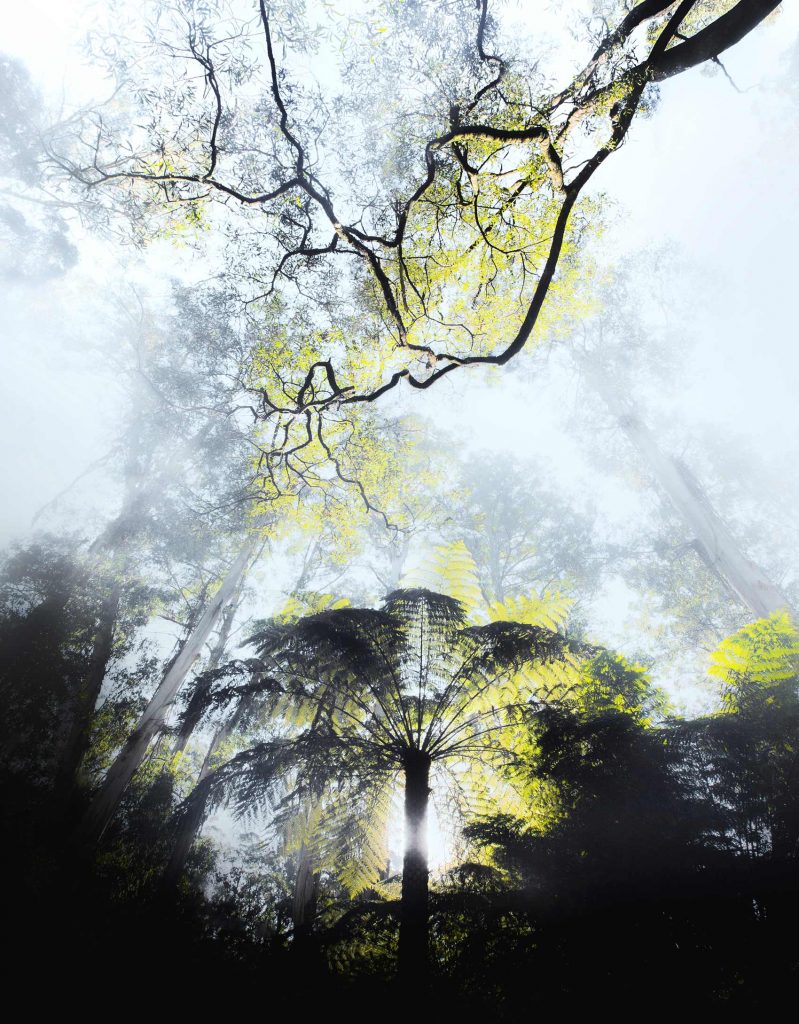 Magical tree by Ilari Tuupanen. A magical connection within nature.